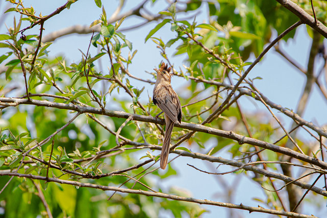 Foto saci (Tapera naevia) Por Miguel Bellucci | Wiki Aves - A ...