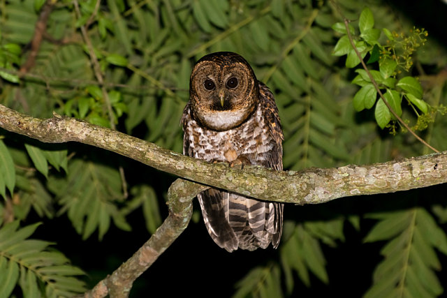 Foto coruja-listrada (Strix hylophila) Por Thiago Martins | Wiki Aves ...