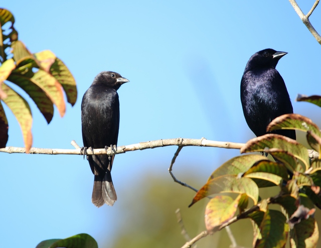 Foto chupim (Molothrus bonariensis) Por Hector Bottai | Wiki Aves - A ...