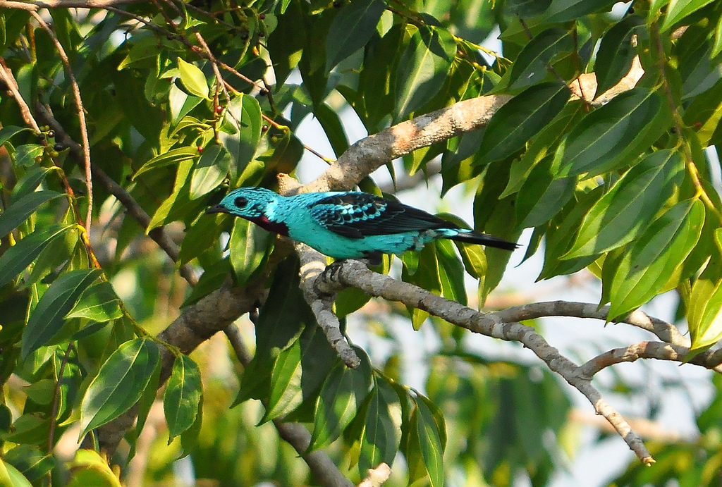Foto anambé-azul (Cotinga cayana) Por Robson Czaban | Wiki Aves - A ...