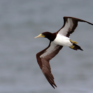 atobá-pardo (Sula leucogaster) | WikiAves - A Enciclopédia das Aves do ...