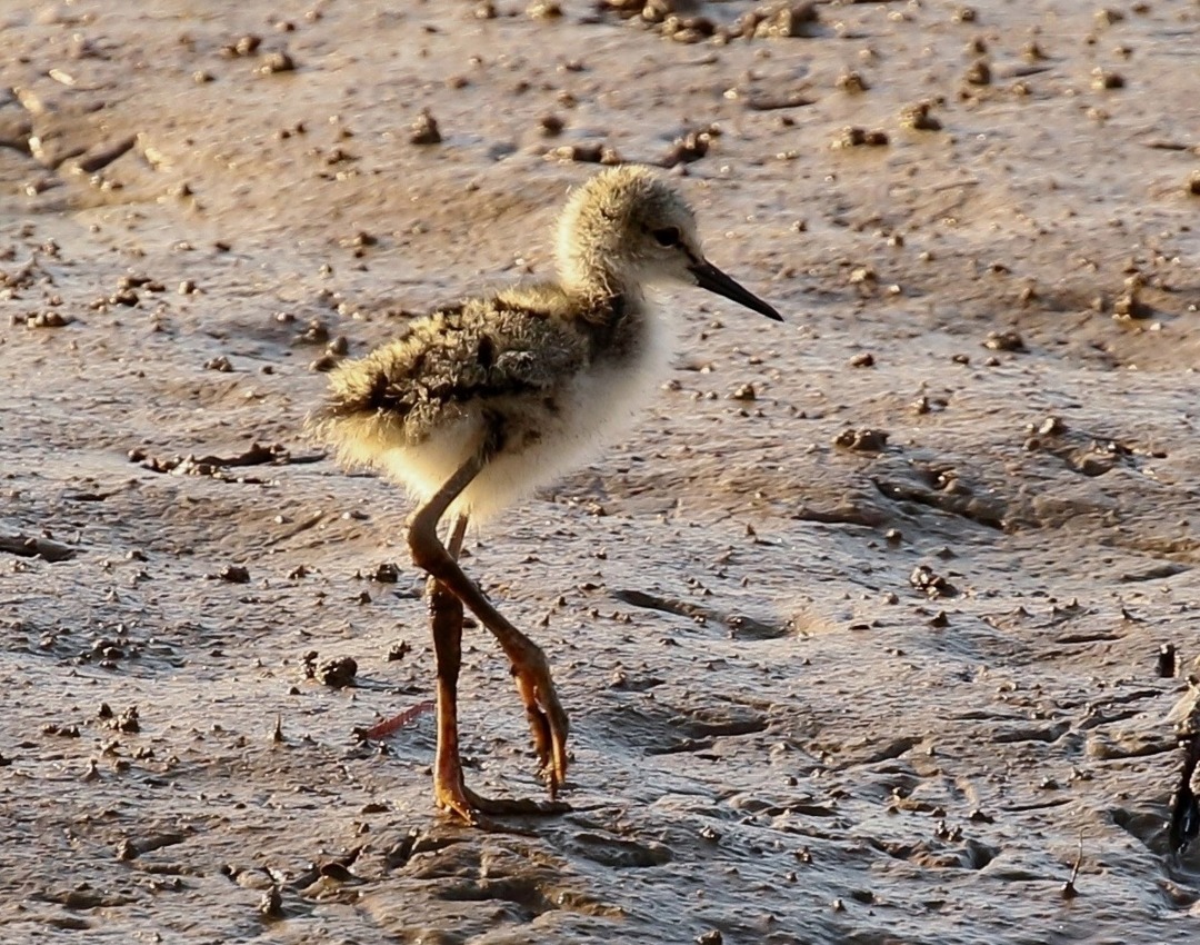 Foto pernilongo-de-costas-brancas (Himantopus melanurus) Por André ...