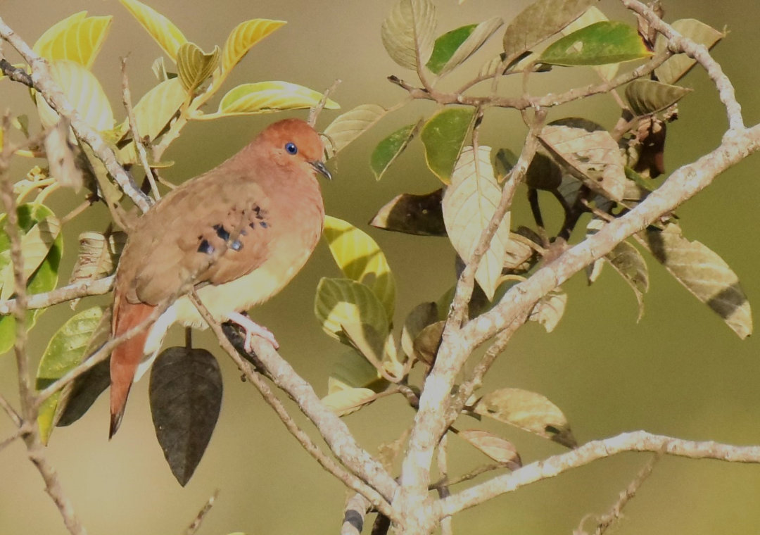 Foto rolinha-do-planalto (Columbina cyanopis) Por João B Santos | Wiki ...