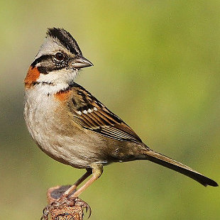 tico-tico (Zonotrichia capensis) | WikiAves - A Enciclopédia das Aves ...