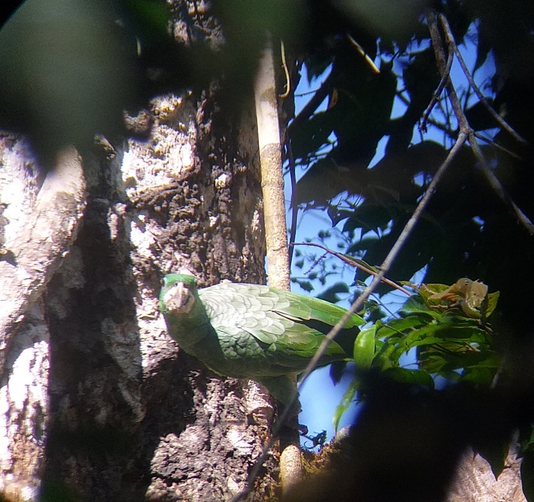 Foto papagaio-dos-garbes (Amazona kawalli) Por Leonardo Patrial | Wiki ...