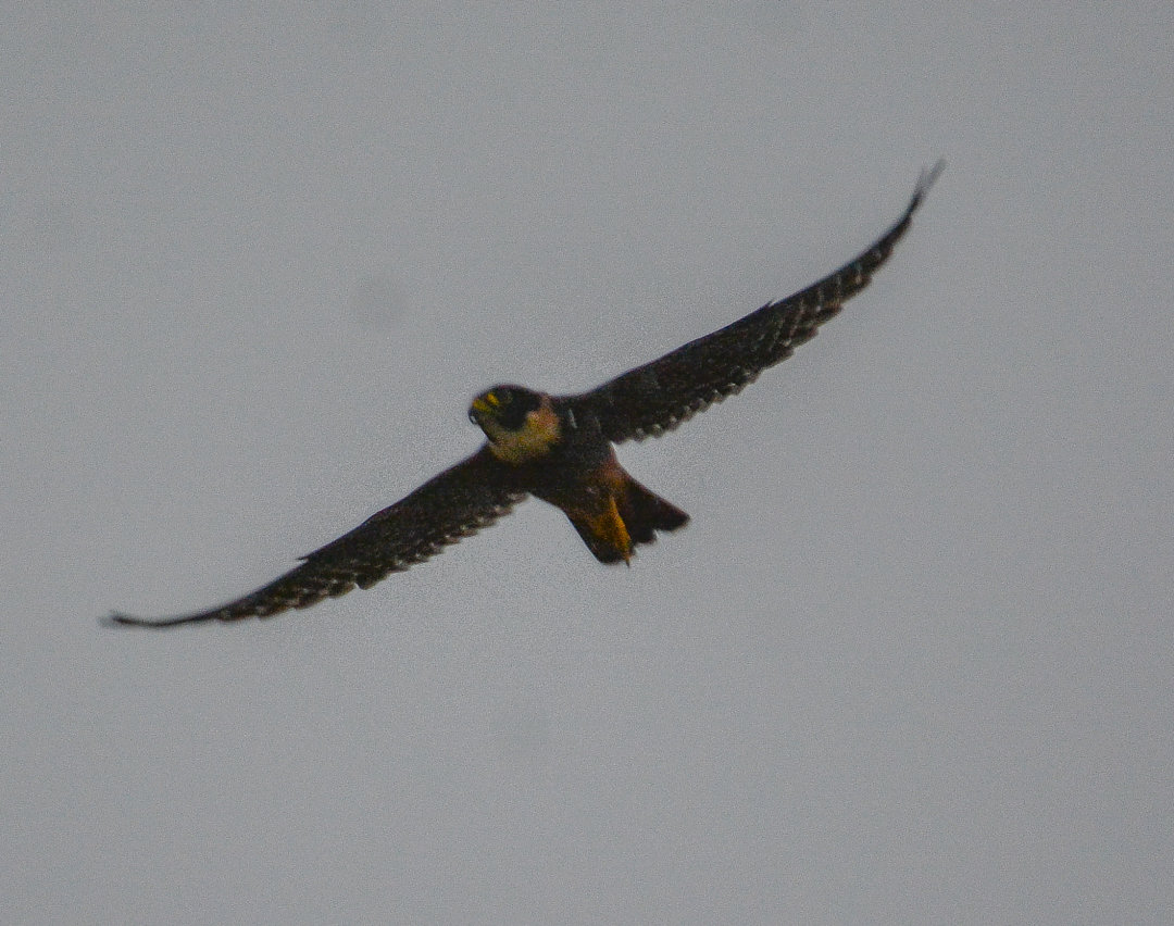 Foto cauré (Falco rufigularis) Por Priscila Afonso | Wiki Aves - A ...