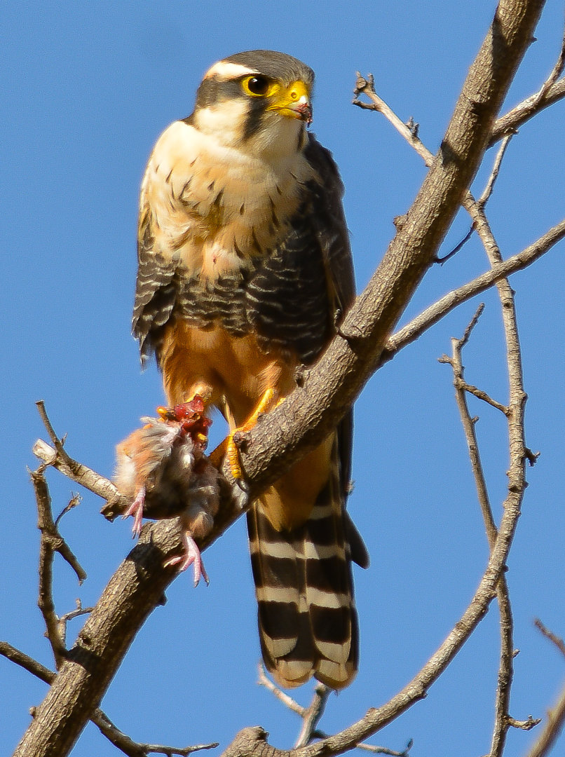 Foto falcão-de-coleira (Falco femoralis) Por Priscila Afonso | Wiki ...