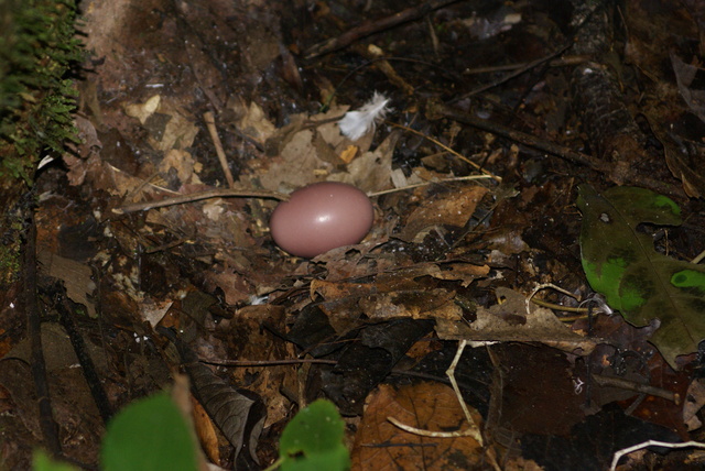 Foto tururim (Crypturellus soui) Por Guilherme Battistuzzo | Wiki Aves ...