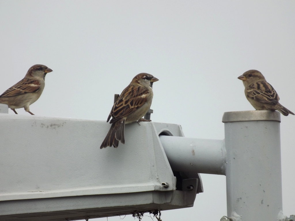 Foto pardal (Passer domesticus) Por Rodrigo Lopes | Wiki Aves - A ...