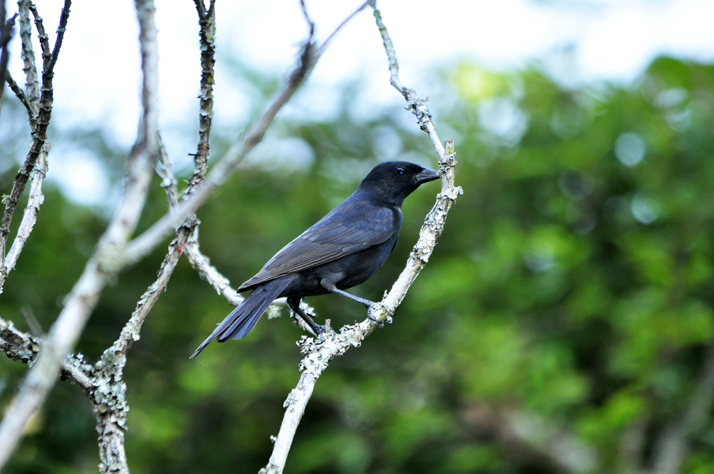 Foto chupim (Molothrus bonariensis) Por Adriano Almeida | Wiki Aves - A ...