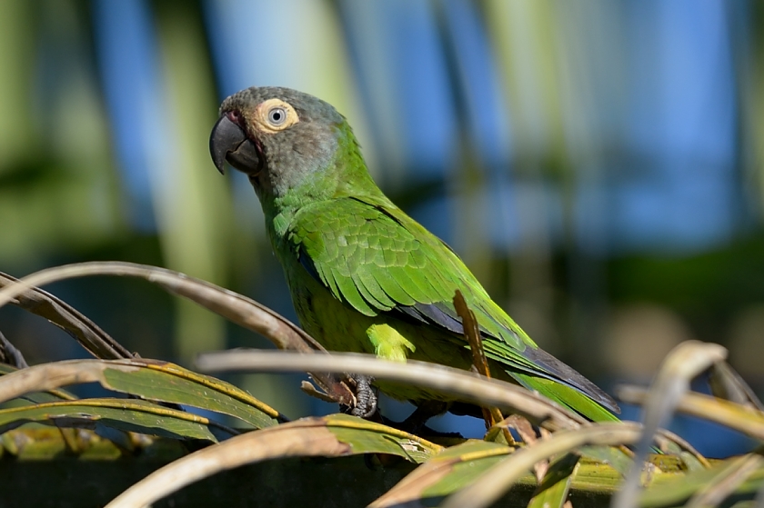 Foto periquito-de-cabeça-suja (Aratinga weddellii) Por Emerson Kaseker ...