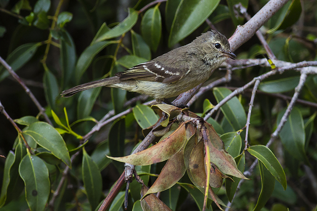 Foto tucão (Elaenia obscura) Por Thelma Gatuzzo | Wiki Aves - A ...