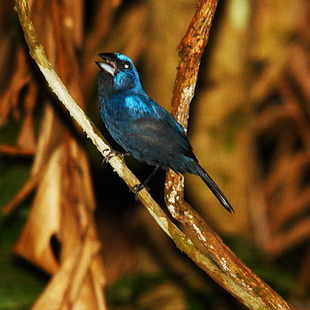 azulão-da-amazônia (Cyanoloxia rothschildii) | WikiAves - A ...