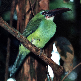 Ramphastidae | WikiAves - A Enciclopédia das Aves do Brasil