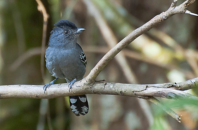 Foto choca-da-mata (Thamnophilus caerulescens) Por Antonio Viturino Da ...