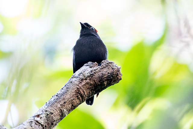 Foto tangará-príncipe (Chiroxiphia pareola) Por Silvia Faustino ...