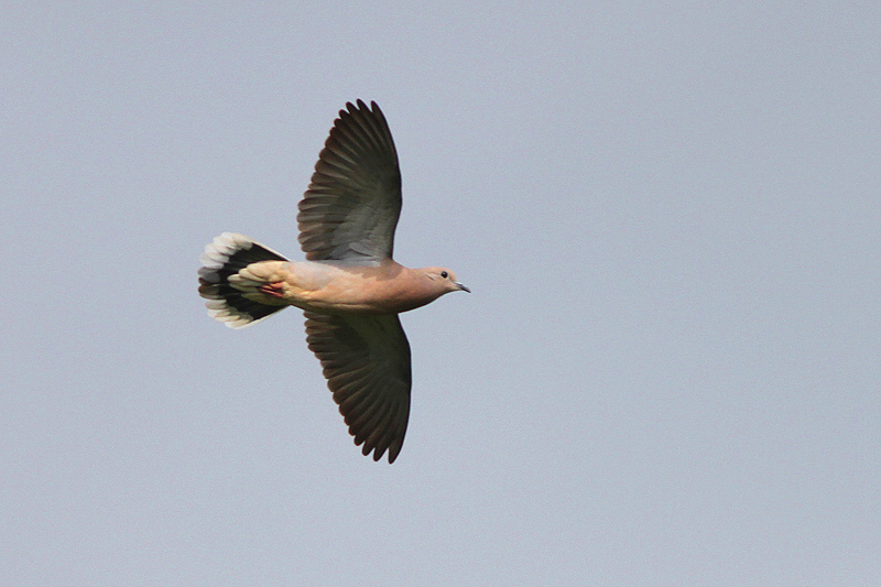 Foto avoante (Zenaida auriculata) Por Theodoro Prado | Wiki Aves - A ...