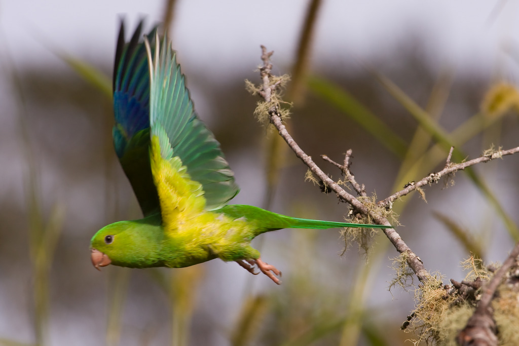 Foto periquito-rico (Brotogeris tirica) Por Guilherme Gallo Ortiz ...