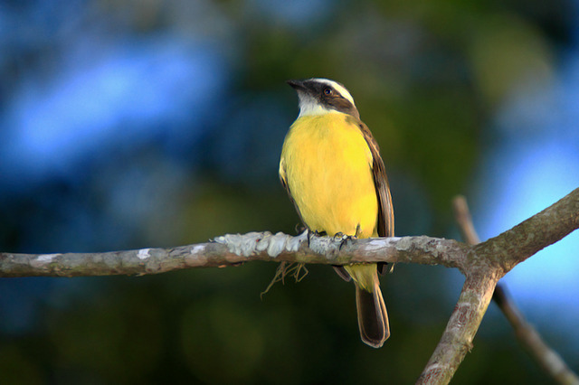 Foto bentevizinho-de-asa-ferrugínea (Myiozetetes cayanensis) Por ...