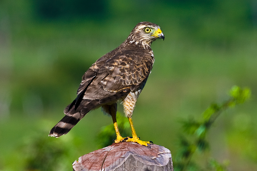 Foto gavião-carijó (Rupornis magnirostris) Por Carlos Cândido | Wiki ...