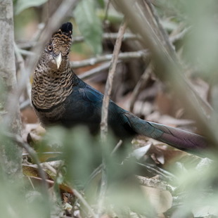 jacu-estalo (Neomorphus geoffroyi) | WikiAves - A Enciclopédia das Aves ...