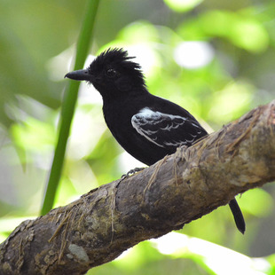 choca-selada (Thamnophilus cryptoleucus) | WikiAves - A Enciclopédia ...
