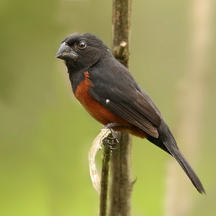 curió (Sporophila angolensis) | WikiAves - A Enciclopédia das Aves do ...