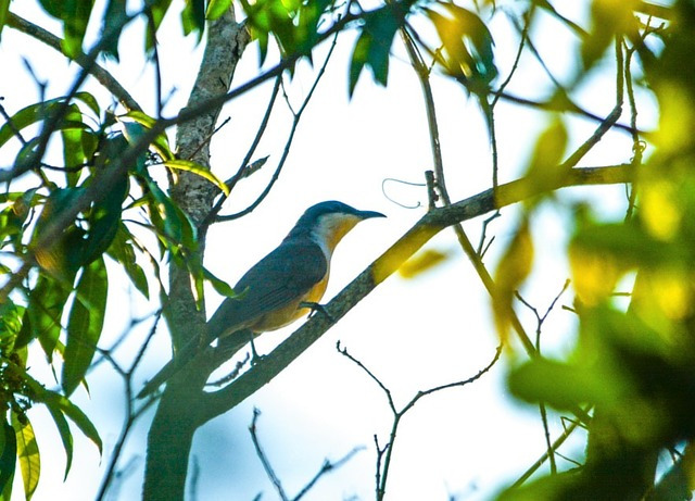 Foto papa-lagarta-acanelado (Coccyzus melacoryphus) Por José Pireni ...