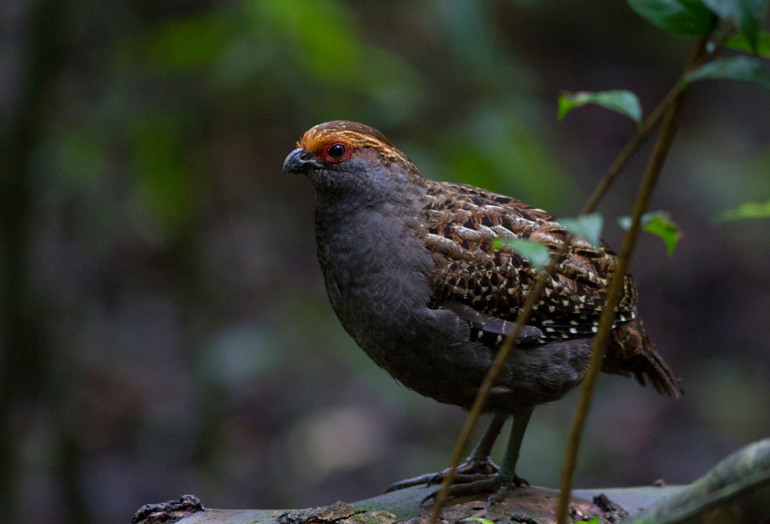 Foto uru (Odontophorus capueira) Por Constantino Melo | Wiki Aves - A ...