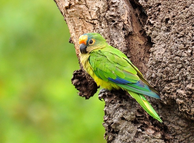 Foto periquito-rei (Eupsittula aurea) Por Oscar Abener Fenalti | Wiki ...