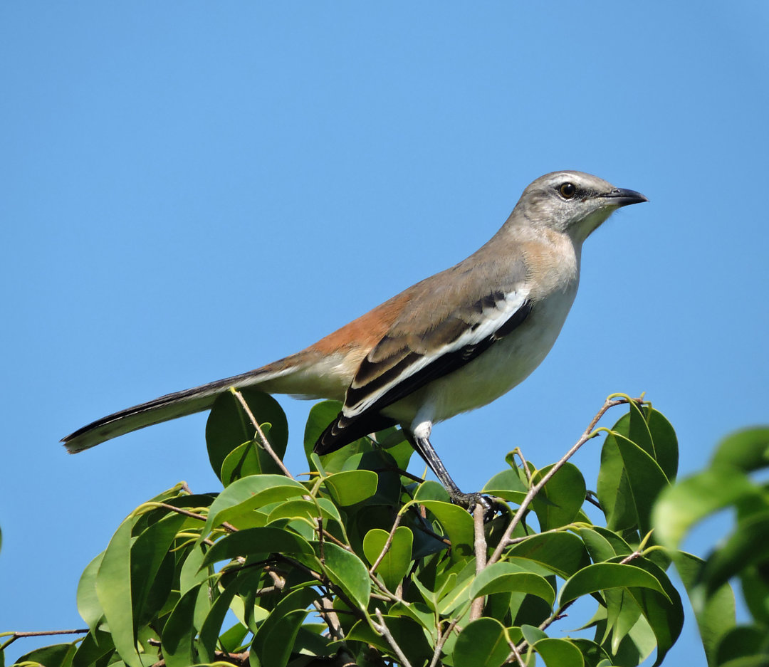 Foto calhandra-de-três-rabos (Mimus triurus) Por cida marinho | Wiki ...