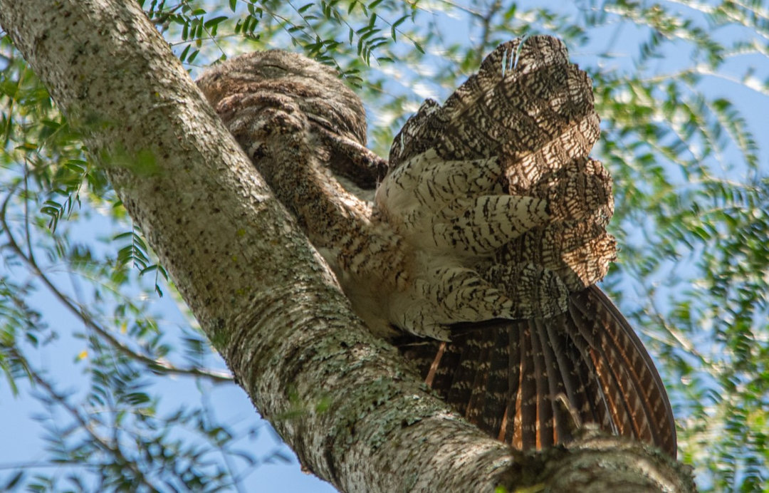 Foto urutau-grande (Nyctibius grandis) Por José Pireni | Wiki Aves - A ...