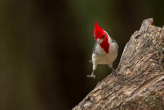 Foto cardeal (Paroaria coronata) Por Luiz Damasceno | Wiki Aves - A ...