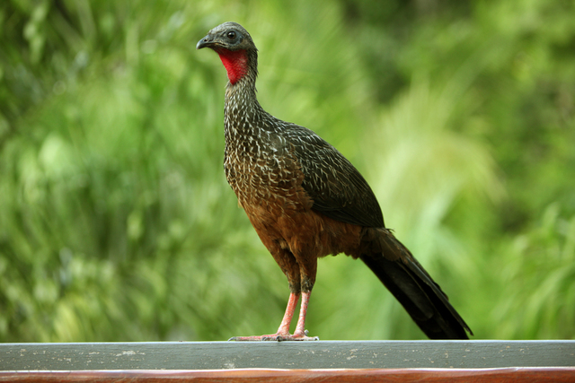 jacu-de-spix (Penelope jacquacu) | WikiAves - A Enciclopédia das Aves ...