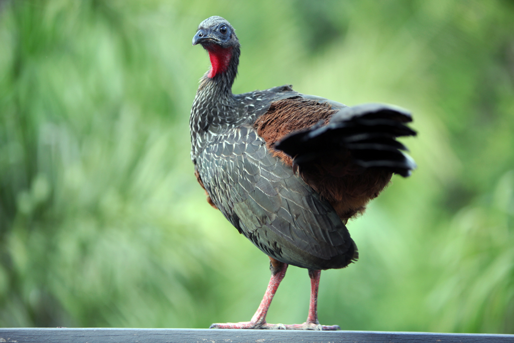 Foto jacu-de-spix (Penelope jacquacu) Por Thiago Soares de Barros ...