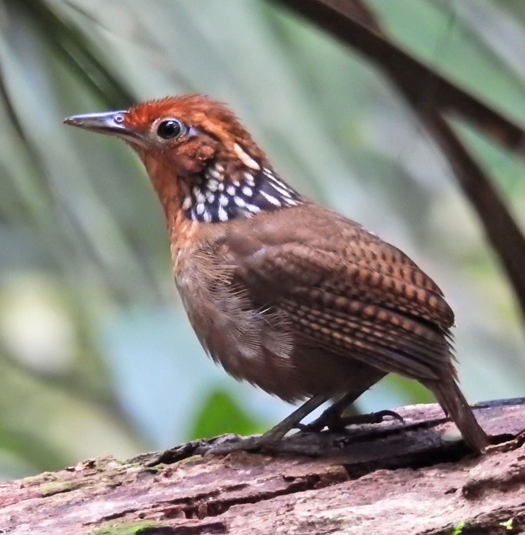 Foto uirapuru-da-guiana (Cyphorhinus arada) Por Renato Cintra | Wiki ...