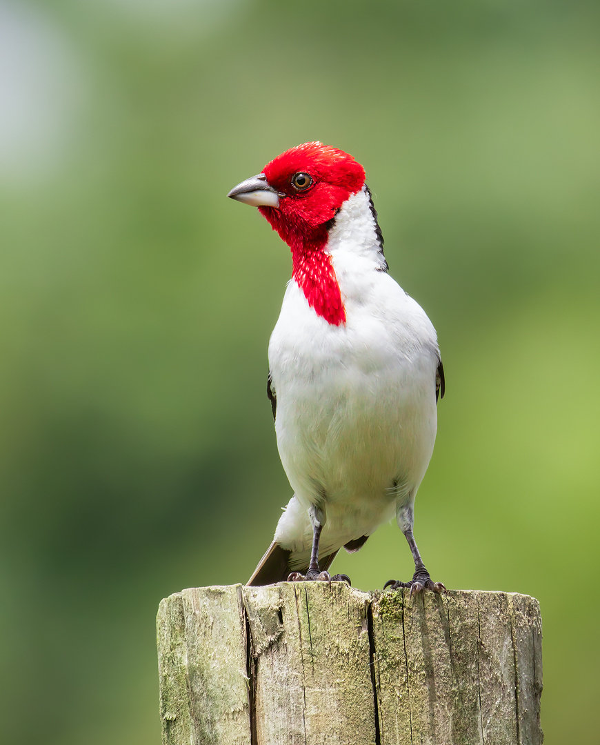 Foto cardeal-do-nordeste (Paroaria dominicana) Por Paulo Cunha Pereira ...