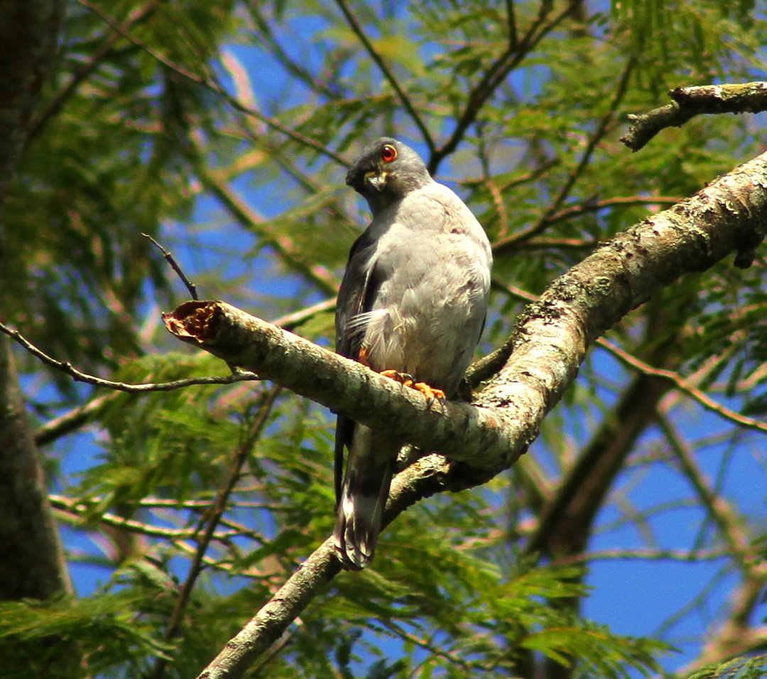 Foto gavião-bombachinha (Harpagus diodon) Por Carlos Dutra | Wiki Aves ...