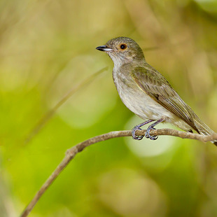 fruxu-do-cerradão (Neopelma pallescens) | WikiAves - A Enciclopédia das ...
