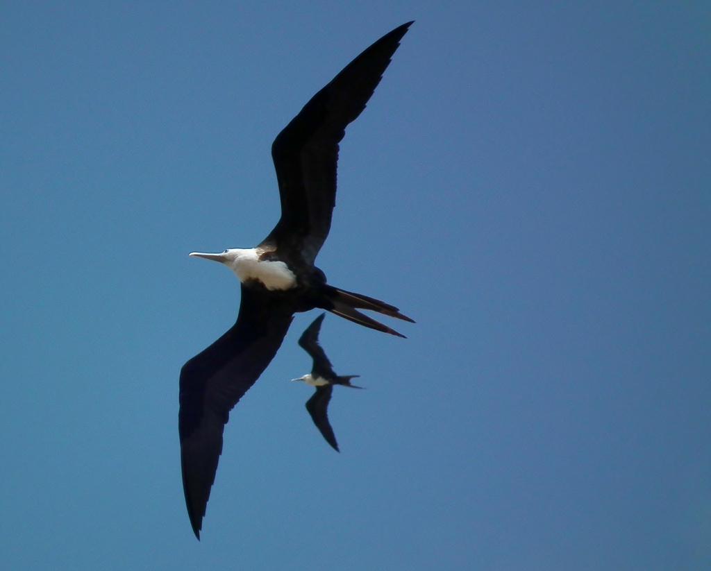 Foto fragata (Fregata magnificens) Por Antonio Nobre | Wiki Aves - A ...