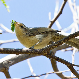 catatau (Campylorhynchus turdinus) | WikiAves - A Enciclopédia das Aves ...