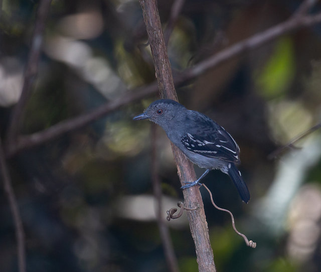 Foto choca-canela (Thamnophilus amazonicus) Por R.onaldo G. L.ebowski ...
