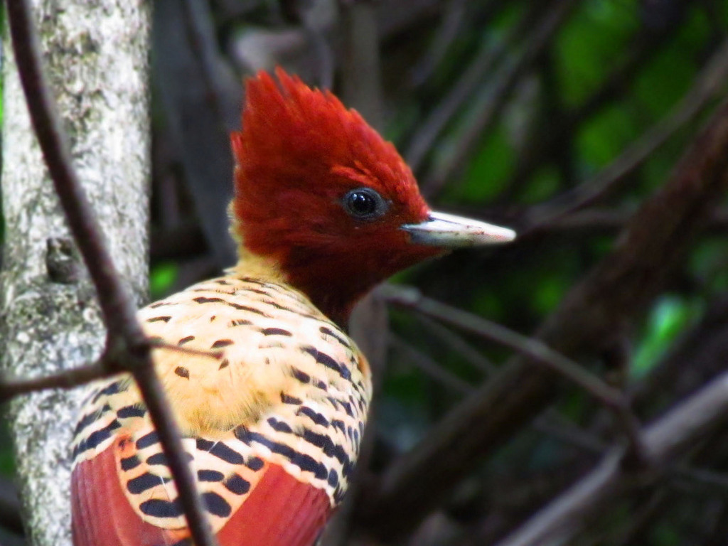 Foto pica-pau-da-taboca (Celeus obrieni) Por Wanieulli Pascoal (Sirê ...