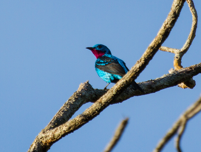 Foto anambé-azul (Cotinga cayana) Por R.onaldo G. L.ebowski | Wiki Aves ...