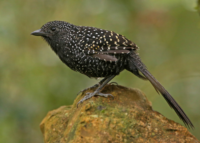 Foto borralhara-assobiadora (Mackenziaena leachii) Por Guilherme ...