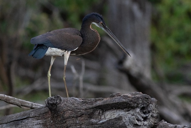 Foto garça-da-mata (Agamia agami) Por Luigi Seronni | Wiki Aves - A ...