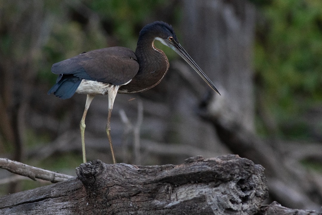 Foto garça-da-mata (Agamia agami) Por Luigi Seronni | Wiki Aves - A ...