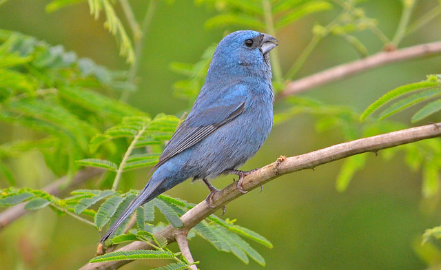 Foto azulinho (Cyanoloxia glaucocaerulea) Por Miguel Angelo Biz | Wiki ...