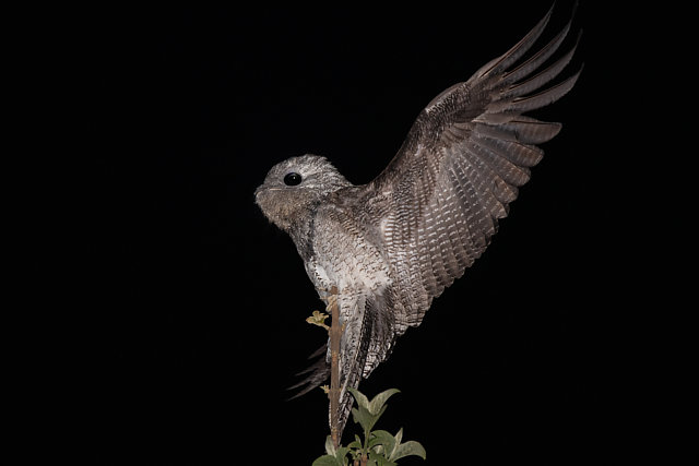 urutau-grande (Nyctibius grandis) | WikiAves - A Enciclopédia das Aves ...