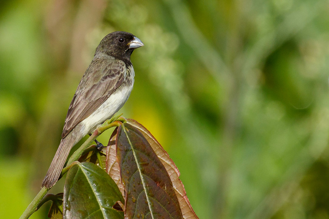 Foto papa-capim-de-costas-cinza (Sporophila ardesiaca) Por Jeiel ...